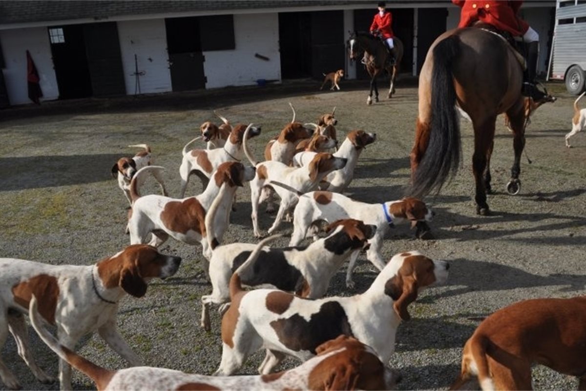Holyrood Article | Police Scotland join calls for tightening of fox ...
