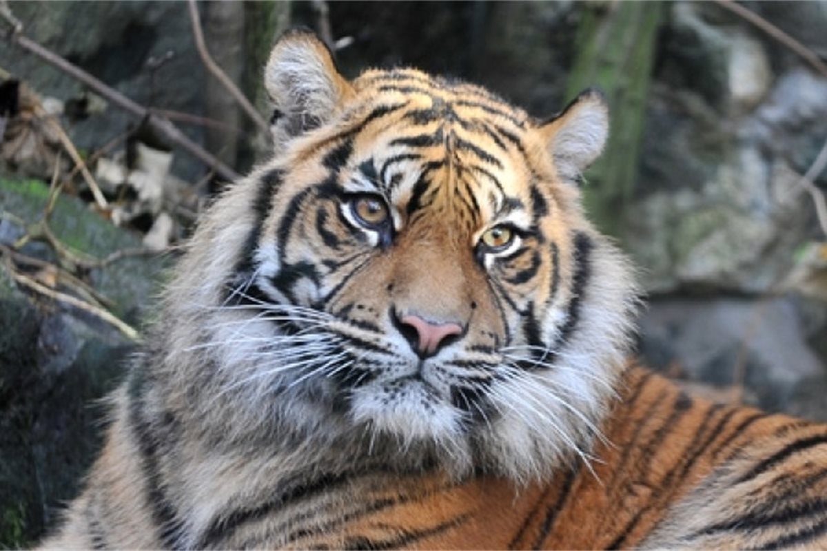 Holyrood Magazine Article | Wild things