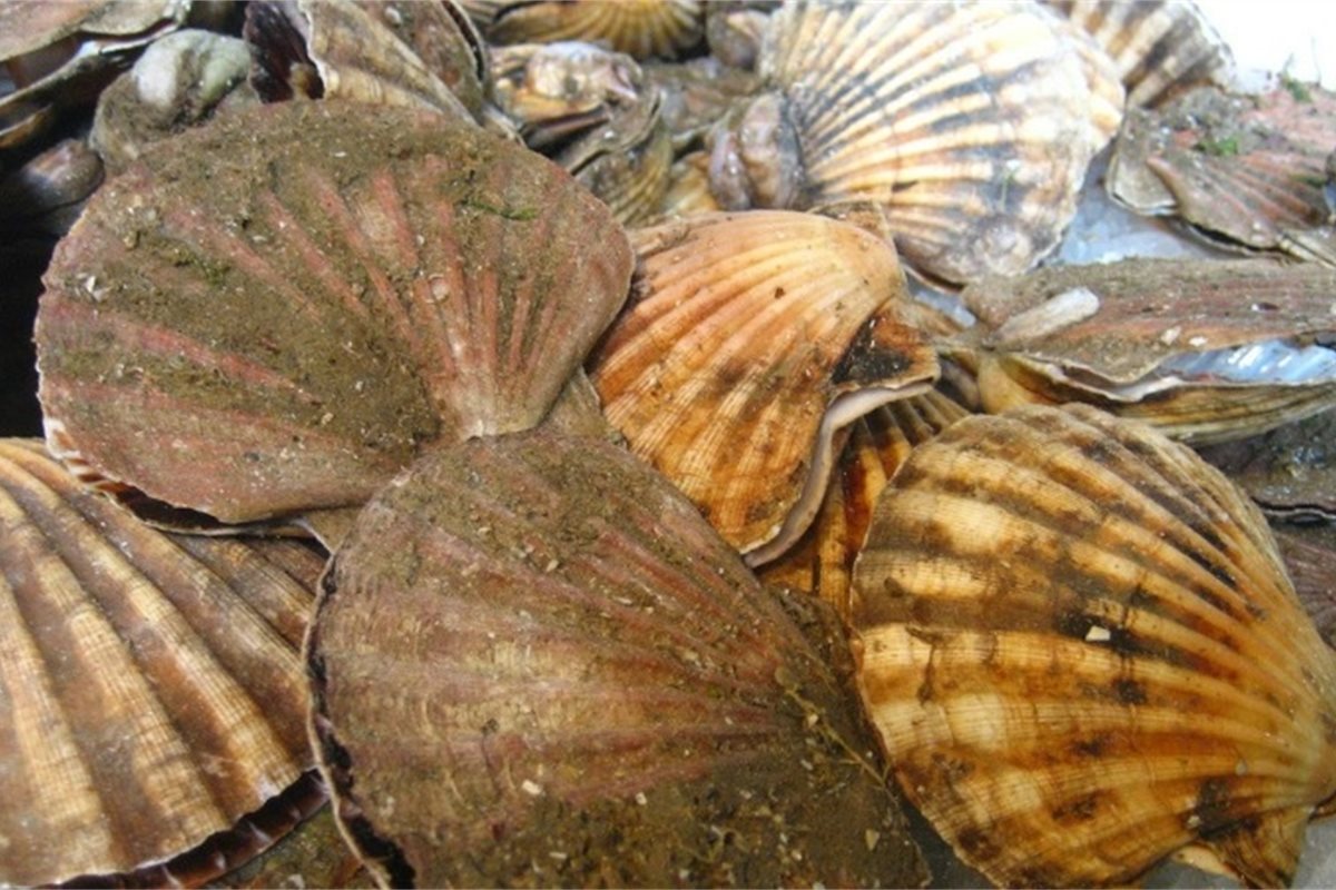 Holyrood Article | Post-Brexit shellfish export ban is indefinite, EU says