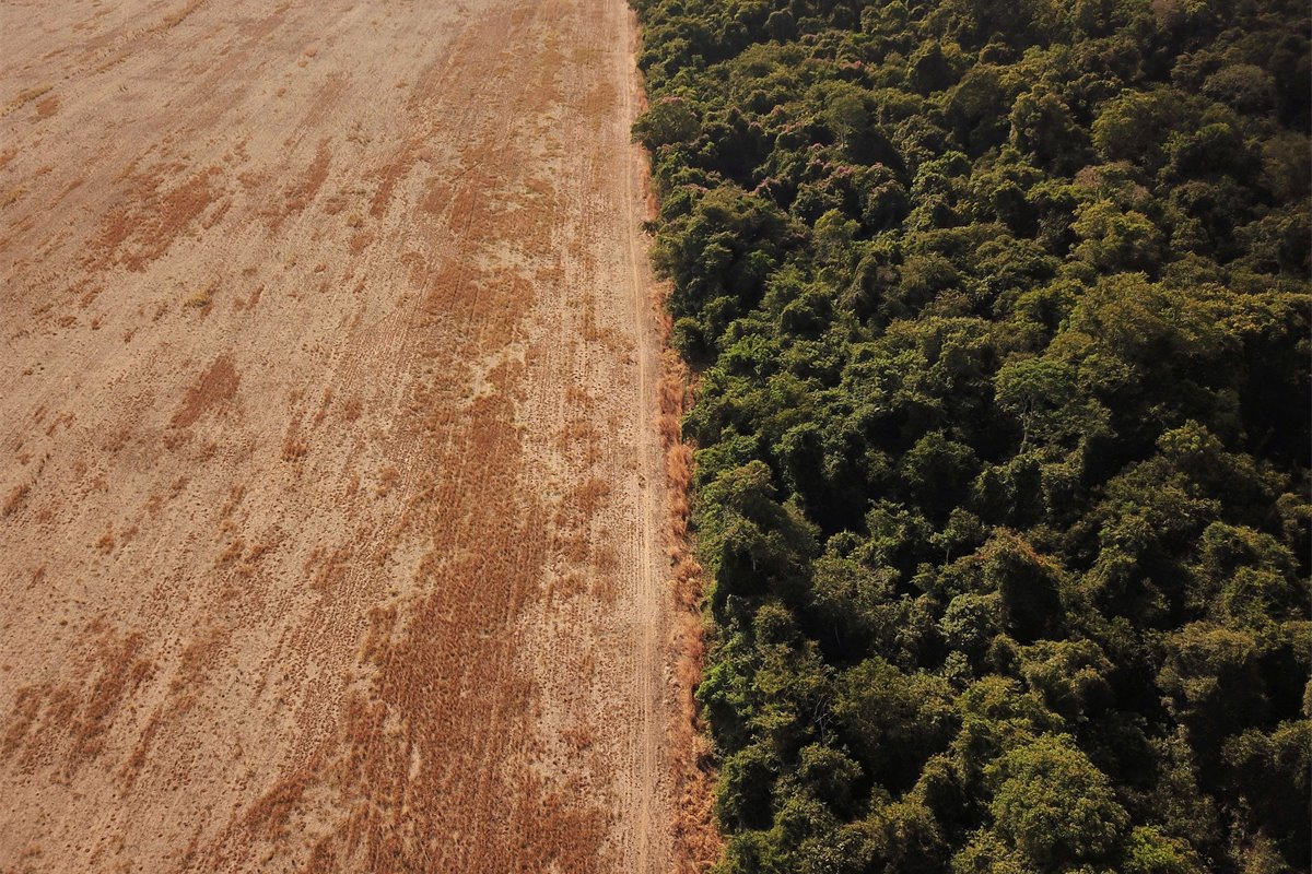 COP Summit Agrees Landmark Deal On Deforestation COP Summit Agrees Landmark Deal On Deforestation