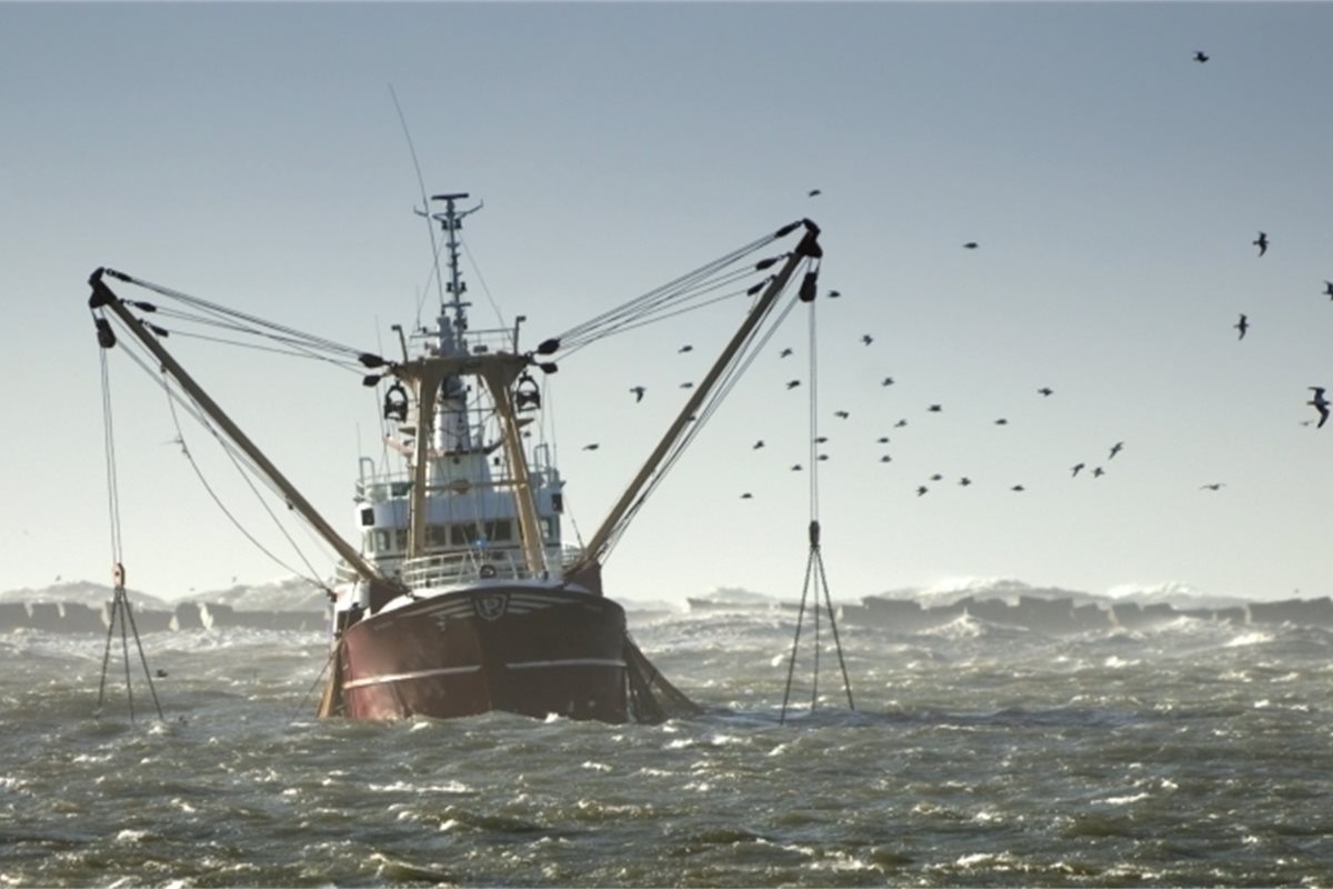 Holyrood Magazine Article | North Sea cod taken off fish to avoid list